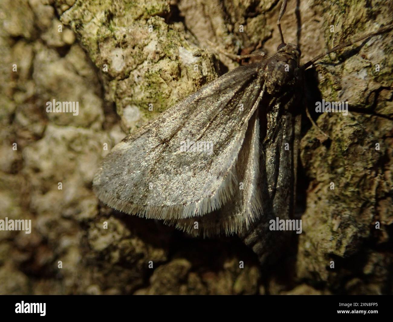 Fall Cankerworm Moth (Alsophila pometaria) Insecta Stock Photo - Alamy