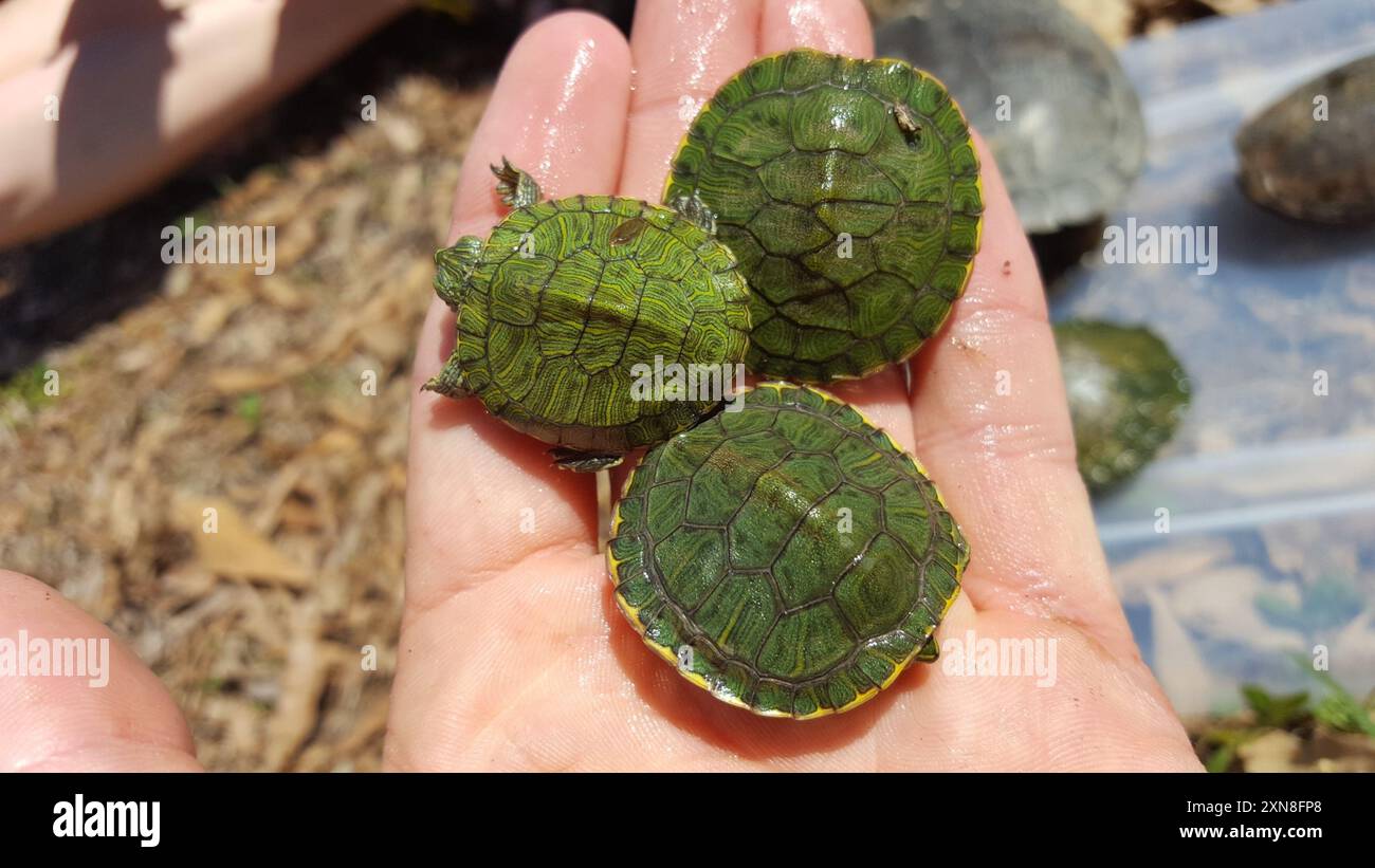 Red-eared Slider (Trachemys scripta elegans) Reptilia Stock Photo - Alamy