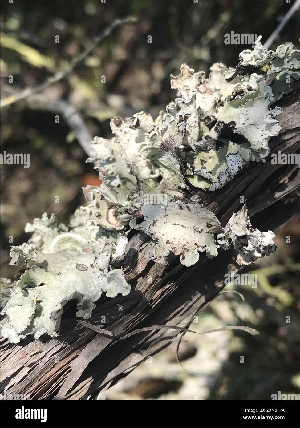 typical shield lichens (Parmelioideae) Fungi Stock Photo - Alamy