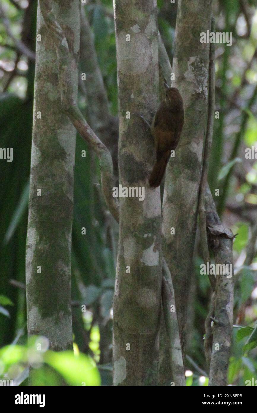 Tawny-winged Woodcreeper (Dendrocincla anabatina) Aves Stock Photo - Alamy