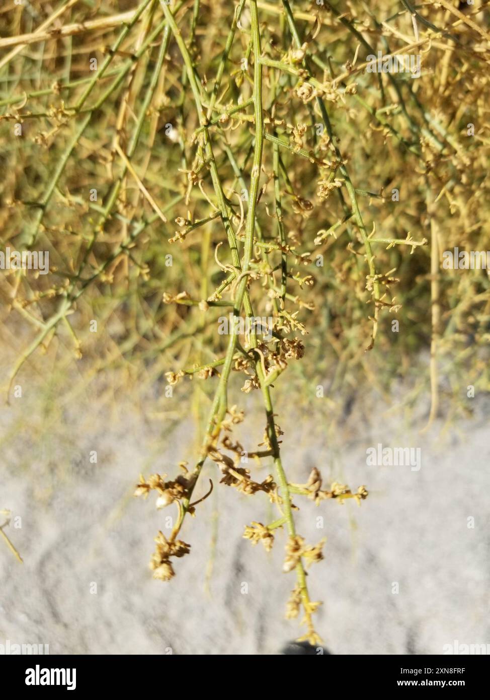 Cheesebush (Ambrosia salsola) Plantae Stock Photo - Alamy