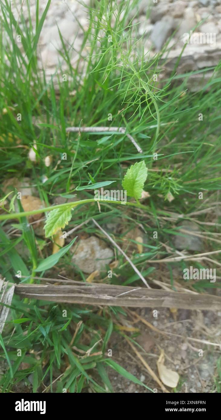 wild and domestic radish (Raphanus raphanistrum sativus) Plantae Stock ...