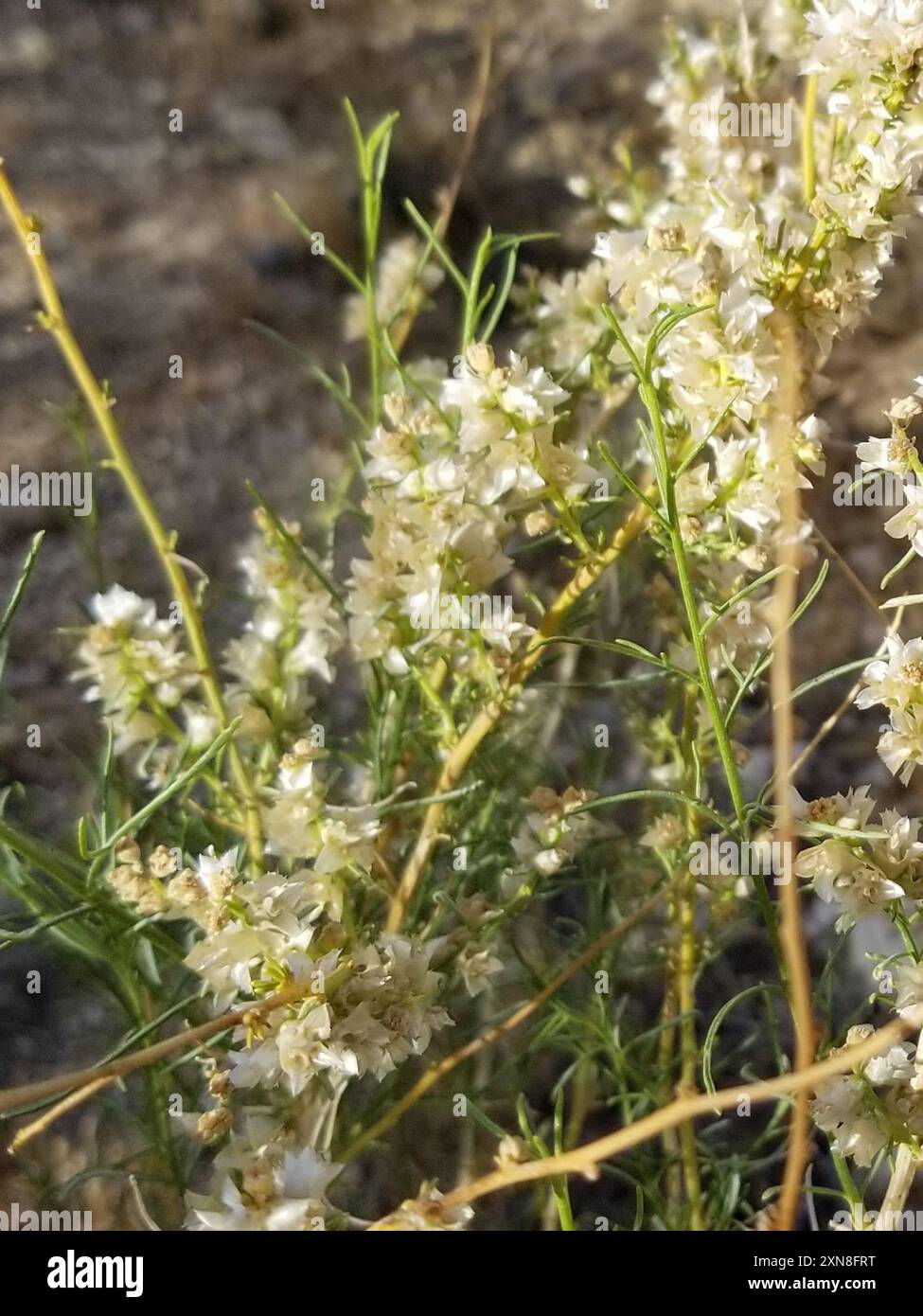 Cheesebush (Ambrosia salsola) Plantae Stock Photo - Alamy