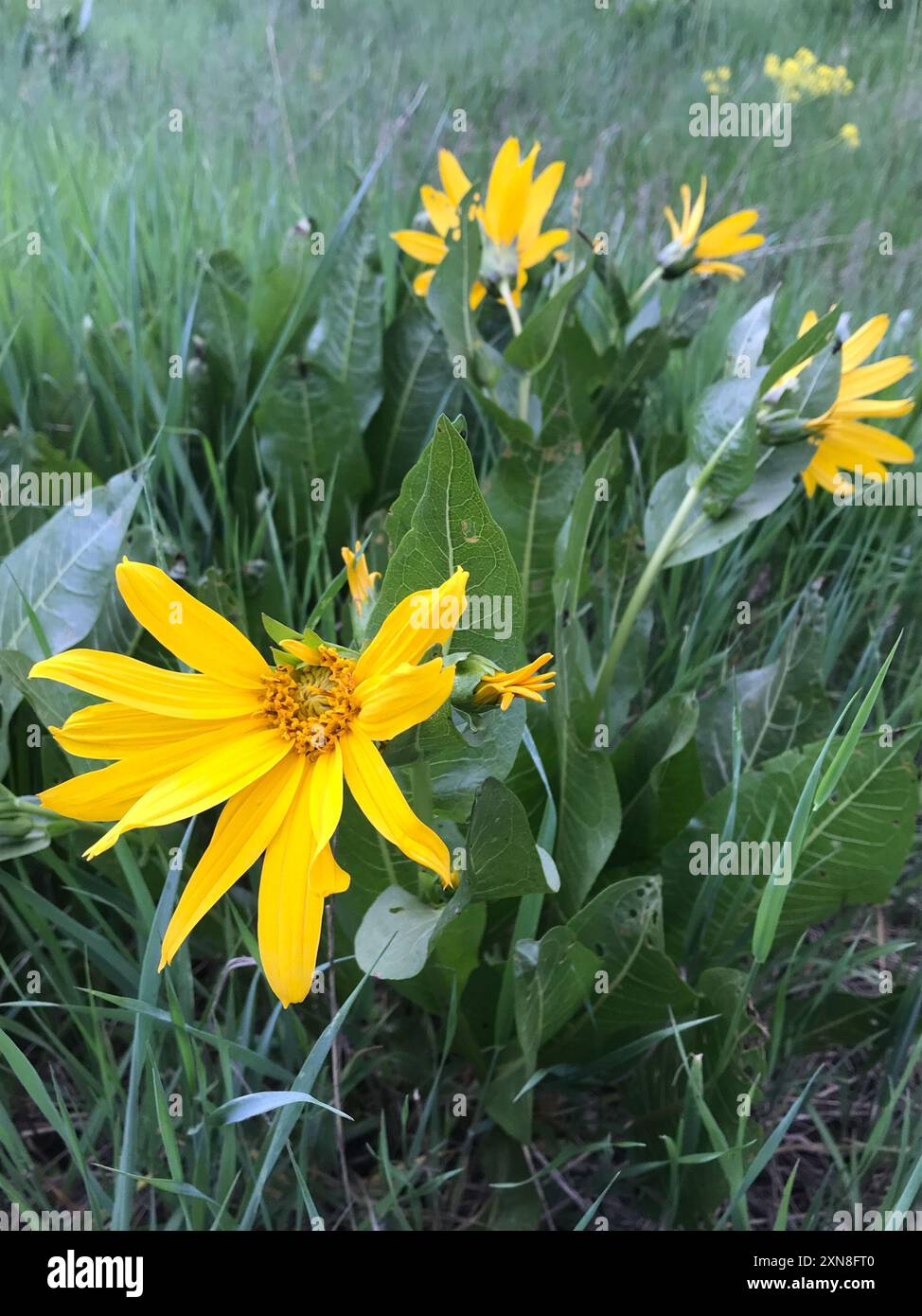 northern mule's ears (Wyethia amplexicaulis) Plantae Stock Photo - Alamy