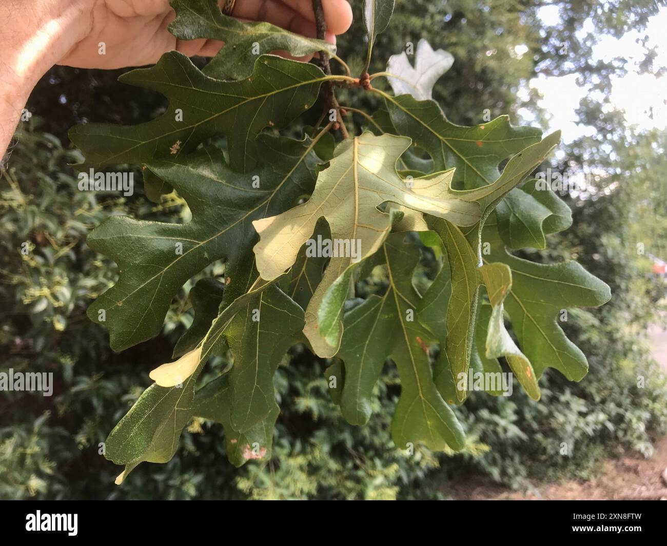 post oak (Quercus stellata) Plantae Stock Photo - Alamy