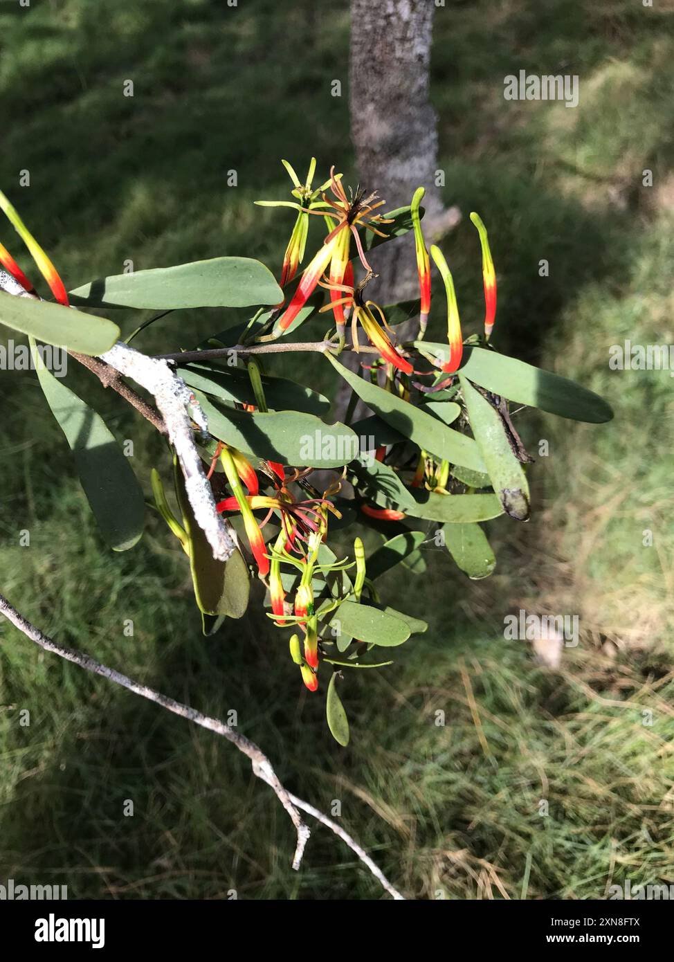 (Lysiana maritima) Plantae Stock Photo - Alamy