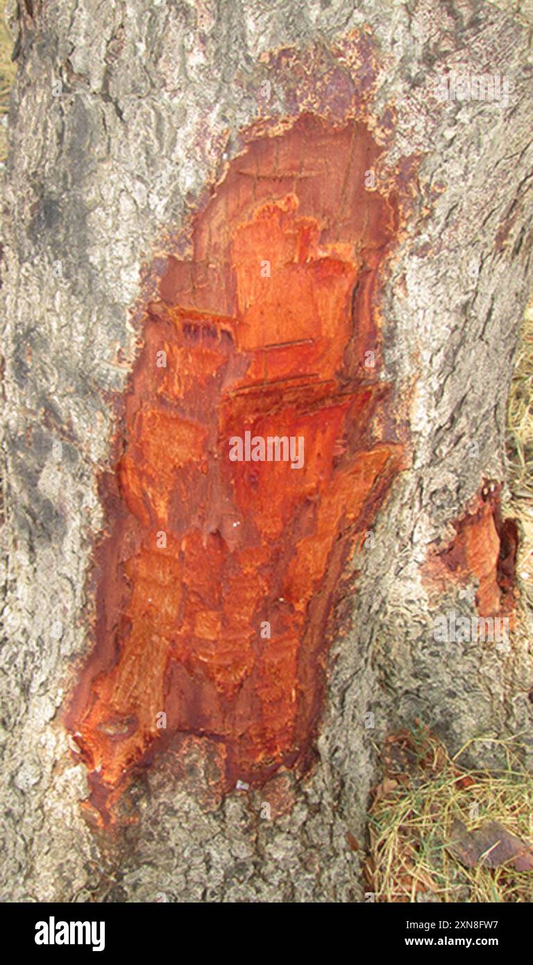 wild syringa (Burkea africana) Plantae Stock Photo - Alamy