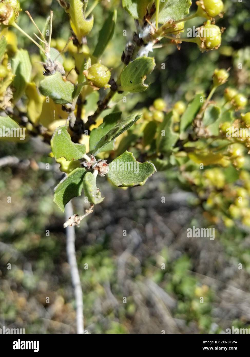 Cupped Leaf Ceanothus (Ceanothus perplexans) Plantae Stock Photo - Alamy