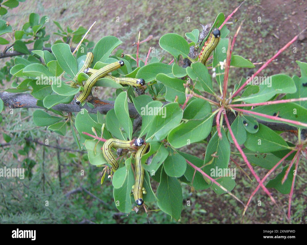 Purplepod clusterleaf (Terminalia prunioides) Plantae Stock Photo - Alamy