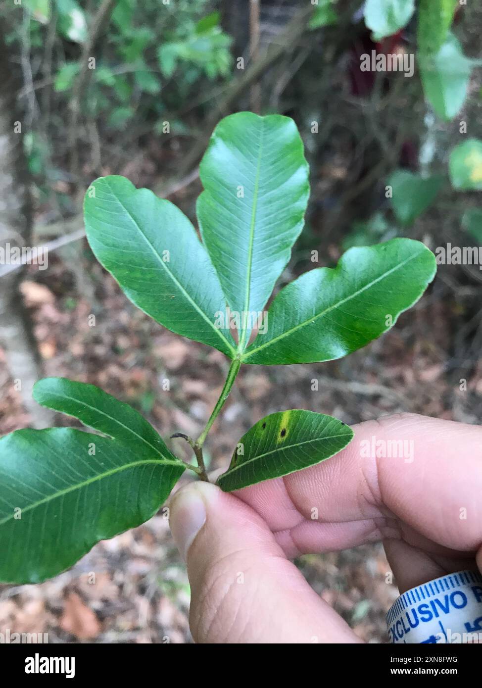 flowering plants (Angiospermae) Plantae Stock Photo - Alamy