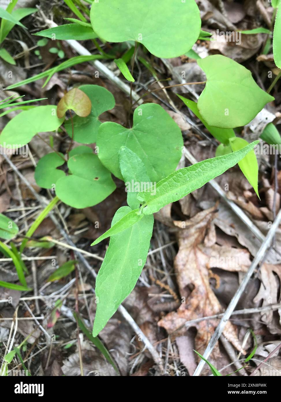 Virginia snakeroot (Aristolochia serpentaria) Plantae Stock Photo - Alamy