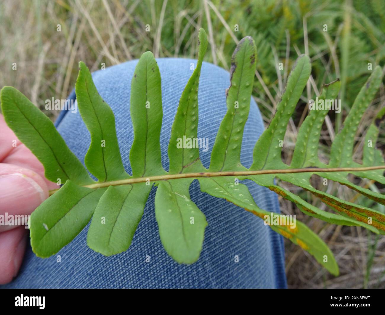 intermediate polypody (Polypodium interjectum) Plantae Stock Photo - Alamy