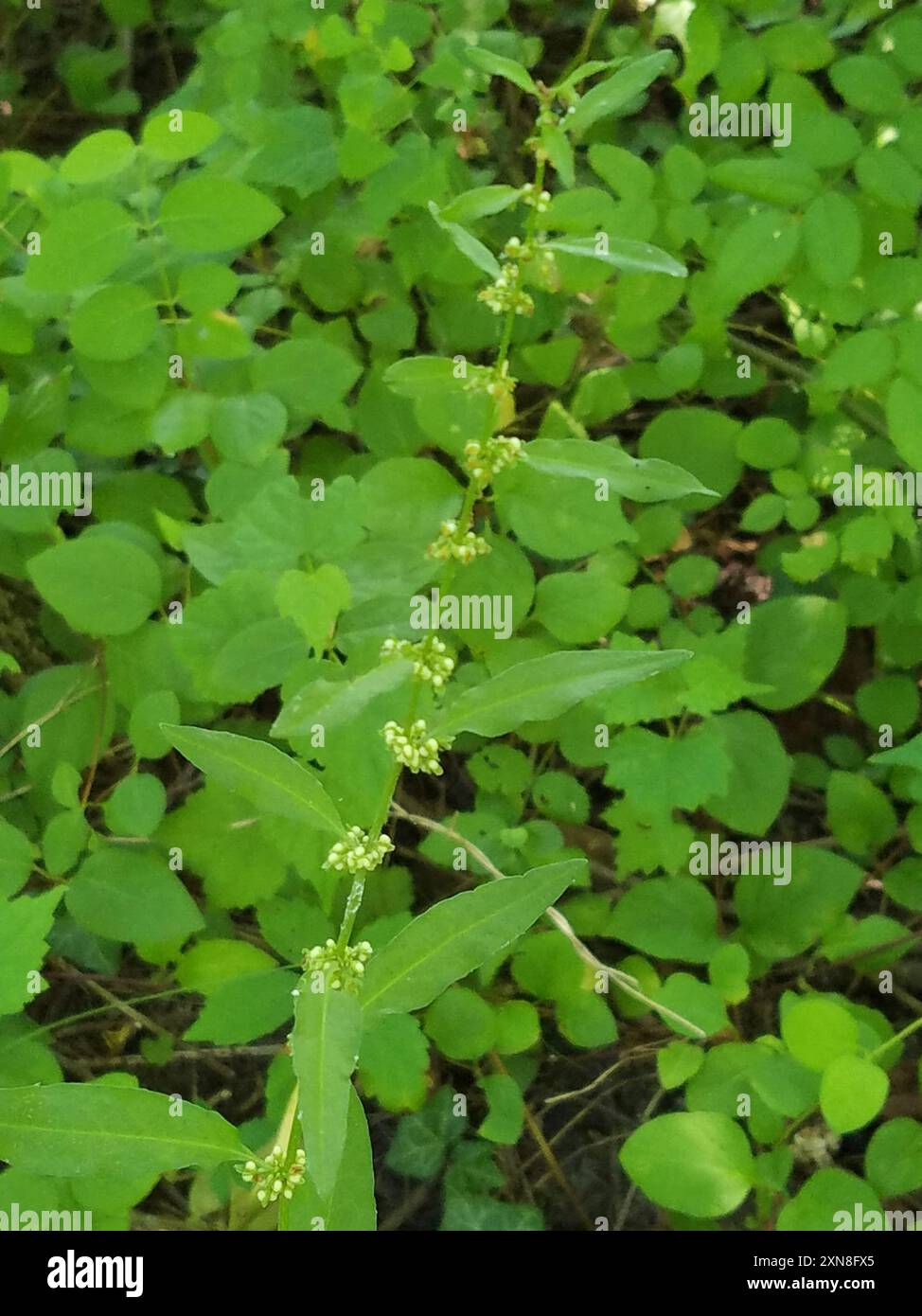 Clustered Dock (Rumex conglomeratus) Plantae Stock Photo - Alamy