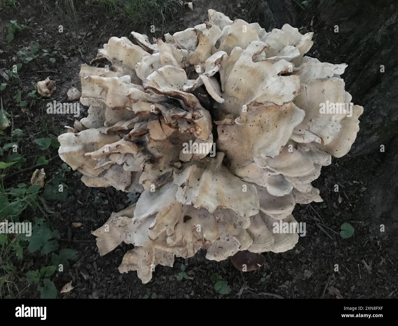 Berkeleys polypore hi-res stock photography and images - Alamy