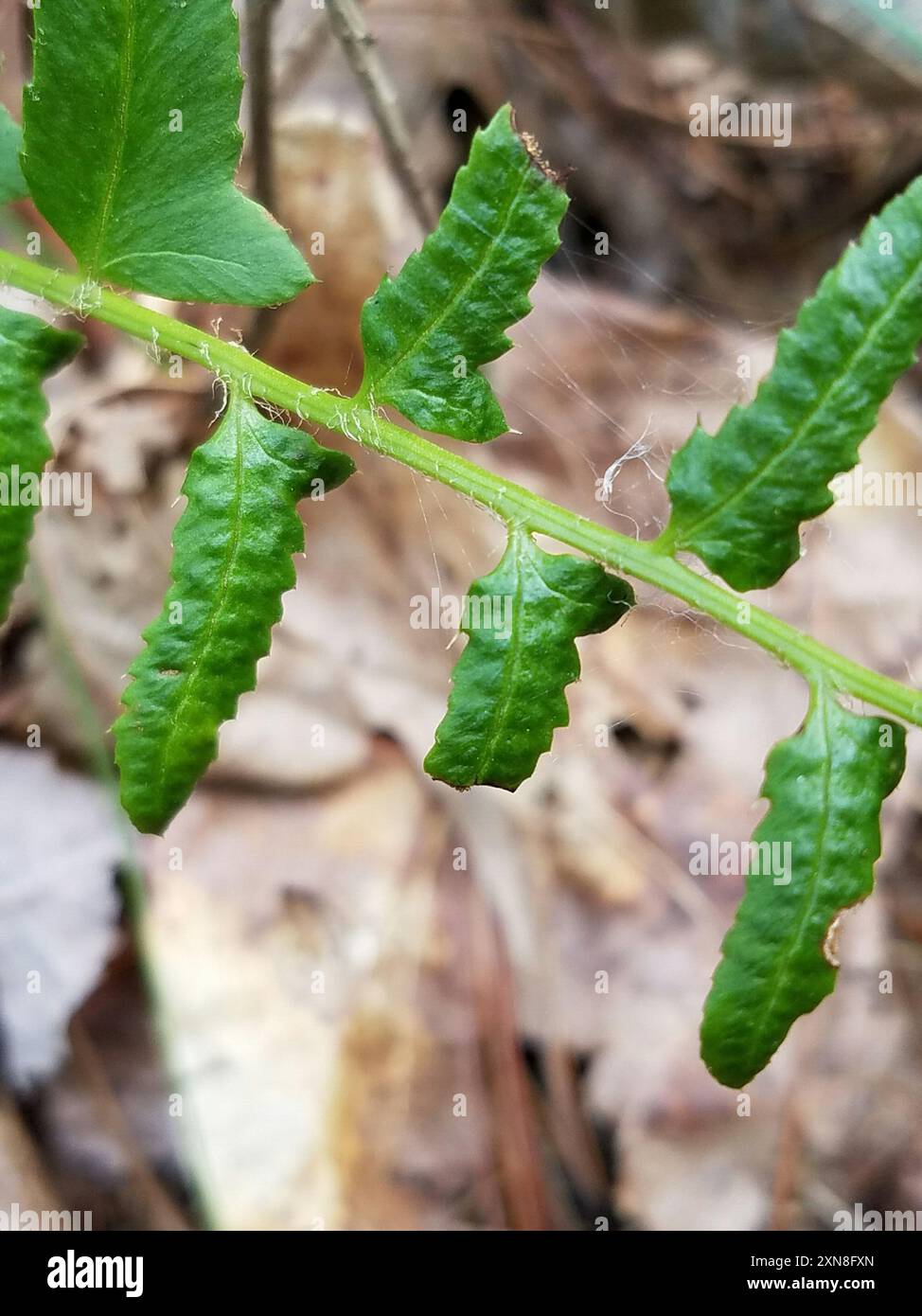 Christmas fern (Polystichum acrostichoides) Plantae Stock Photo - Alamy