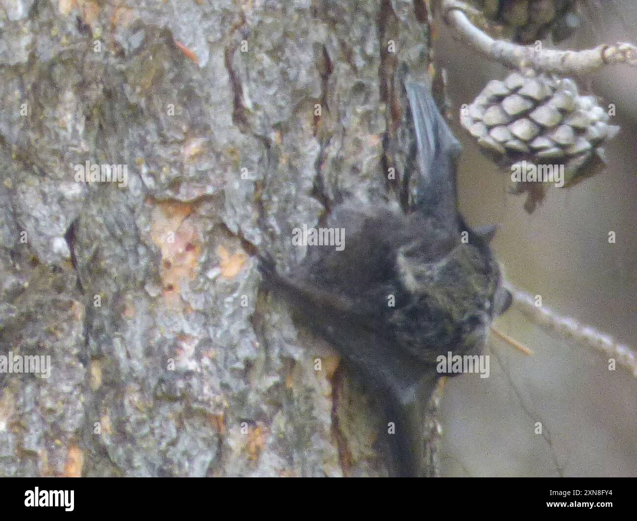 Silver-haired Bat (Lasionycteris noctivagans) Mammalia Stock Photo - Alamy