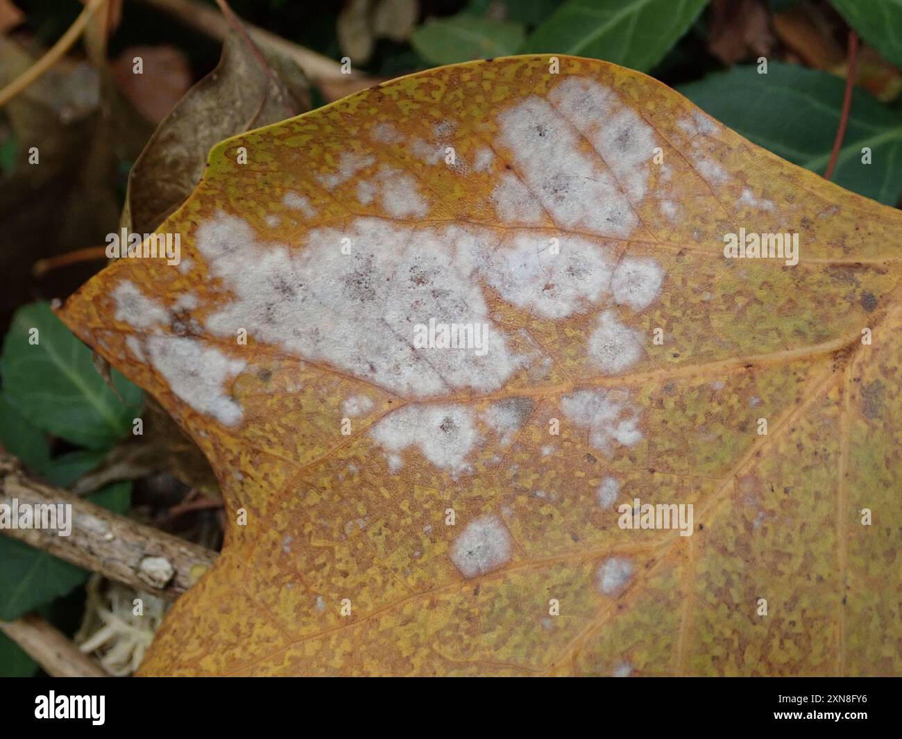 (Erysiphe liriodendri) Fungi Stock Photo - Alamy