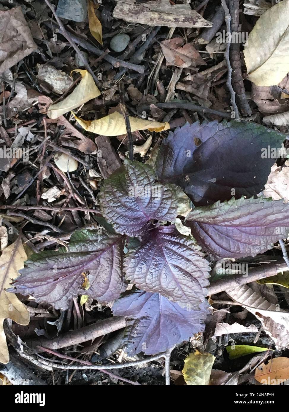 beefsteak plant (Perilla frutescens) Plantae Stock Photo - Alamy