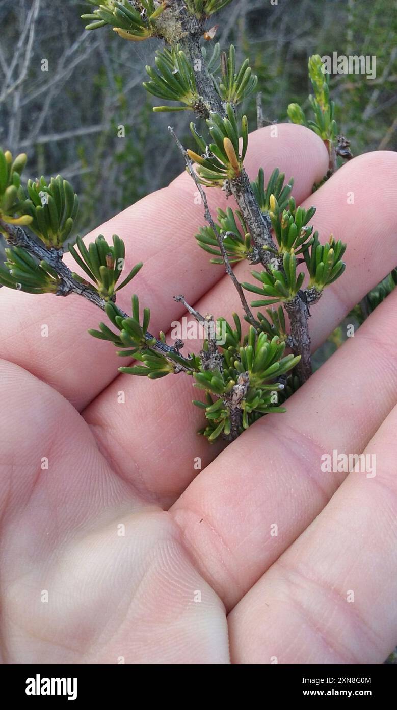 chamise (Adenostoma fasciculatum) Plantae Stock Photo - Alamy