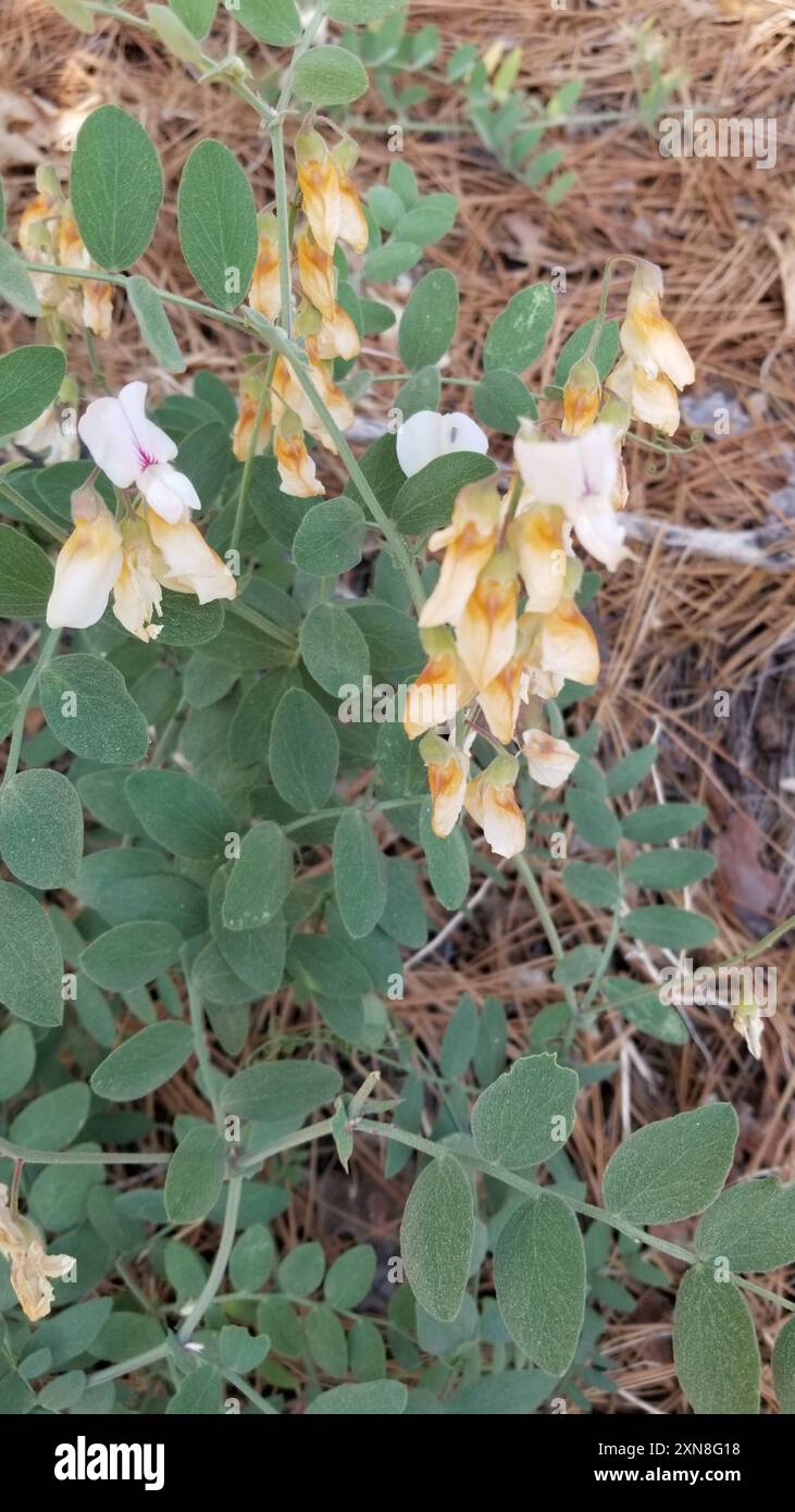 Pacific pea (Lathyrus vestitus) Plantae Stock Photo - Alamy