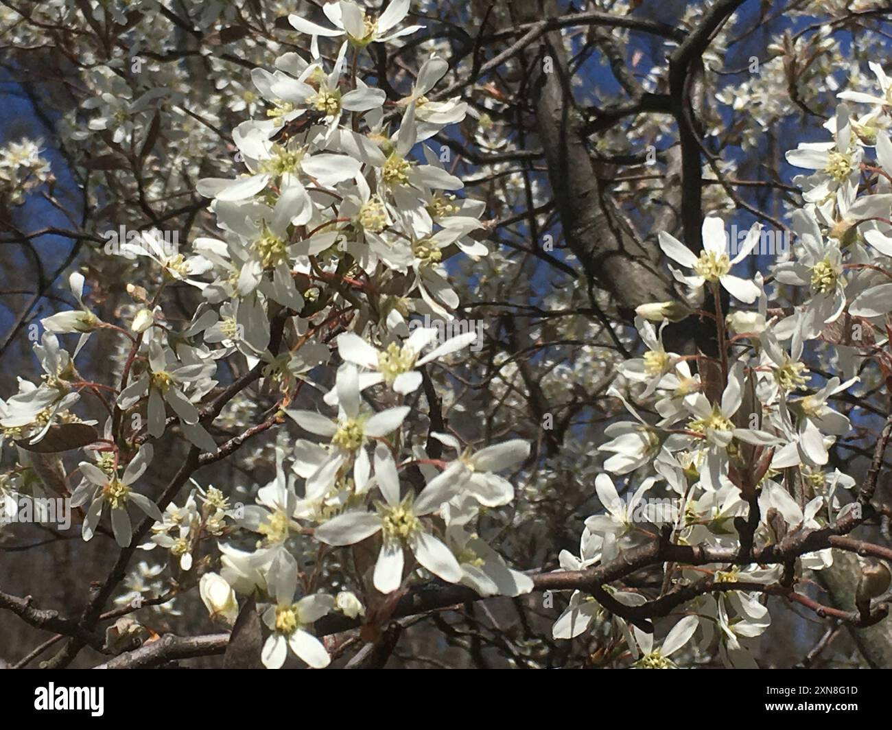common serviceberry (Amelanchier arborea) Plantae Stock Photo - Alamy