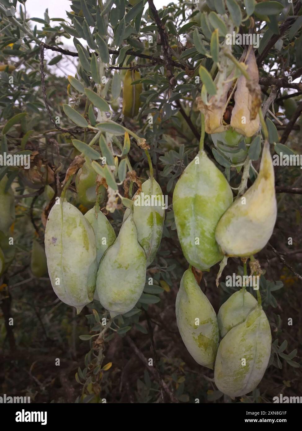 Bladderpod (Cleomella arborea) Plantae Stock Photo - Alamy
