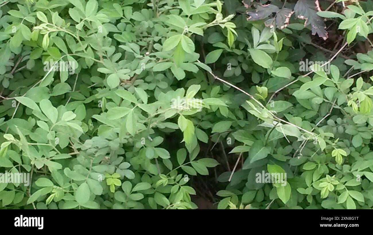 multiflora rose (Rosa multiflora) Plantae Stock Photo - Alamy