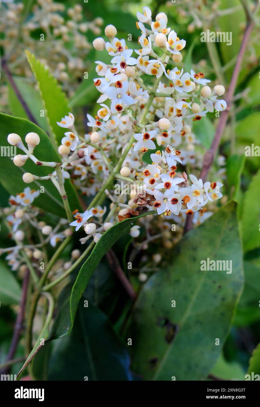 Ironwood (Olea capensis macrocarpa) Plantae Stock Photo - Alamy