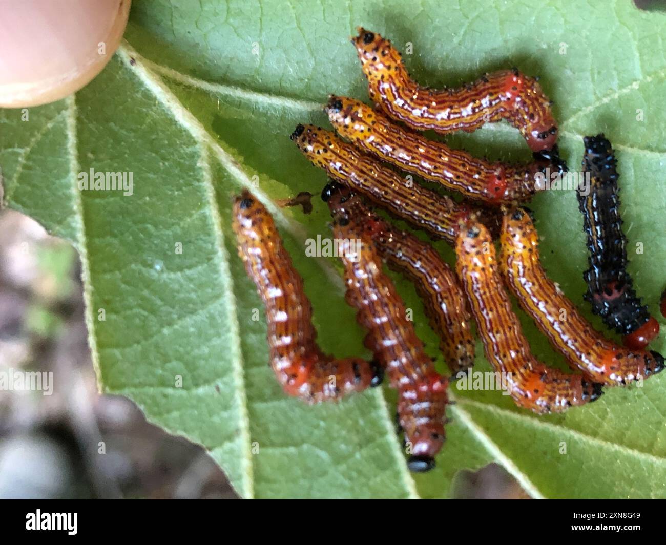 Red-humped Caterpillar Moth (Oedemasia concinna) Insecta Stock Photo ...