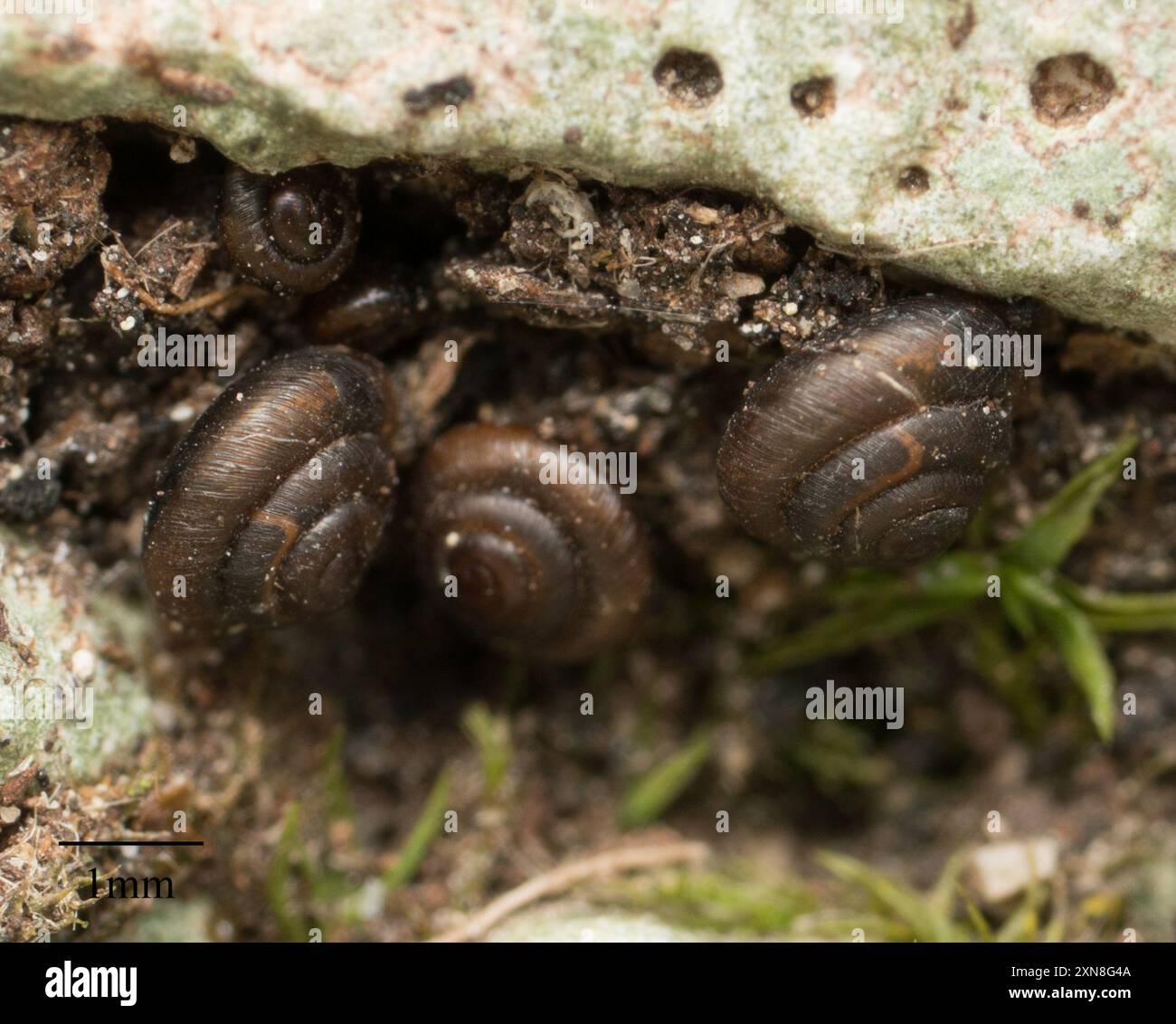 rock snail (Pyramidula pusilla) Mollusca Stock Photo - Alamy