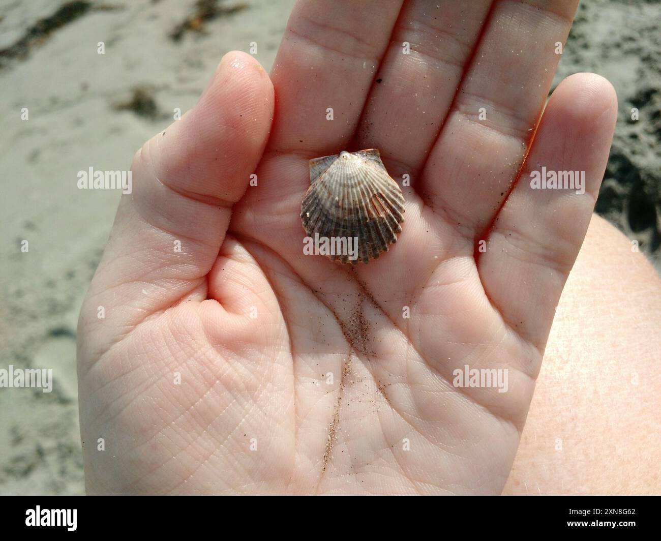Atlantic Bay Scallop (Argopecten irradians) Mollusca Stock Photo - Alamy