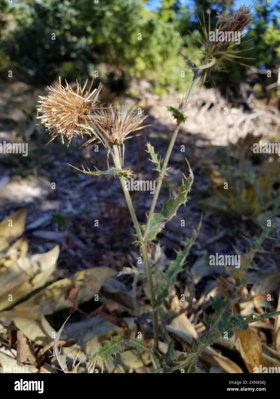 Arizona thistle (Cirsium arizonicum) Plantae Stock Photo - Alamy