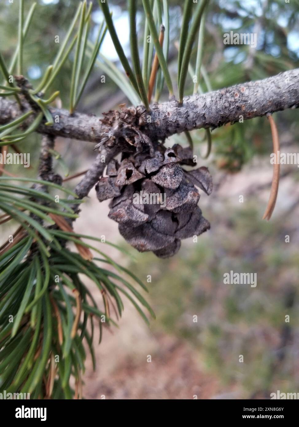 Colorado Pinyon (Pinus edulis) Plantae Stock Photo - Alamy