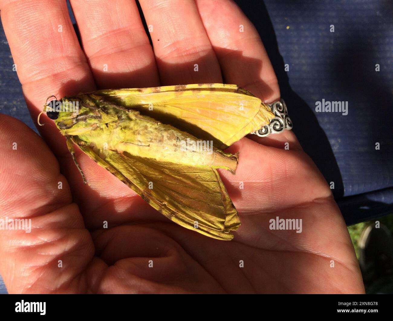 Puriri moth (Aenetus virescens) Insecta Stock Photo - Alamy