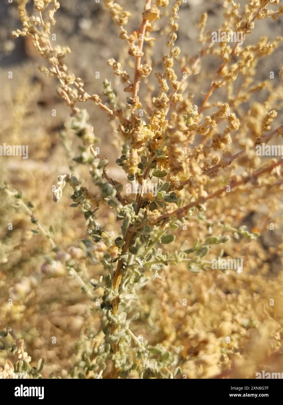 Cattle Saltbush (Atriplex polycarpa) Plantae Stock Photo - Alamy