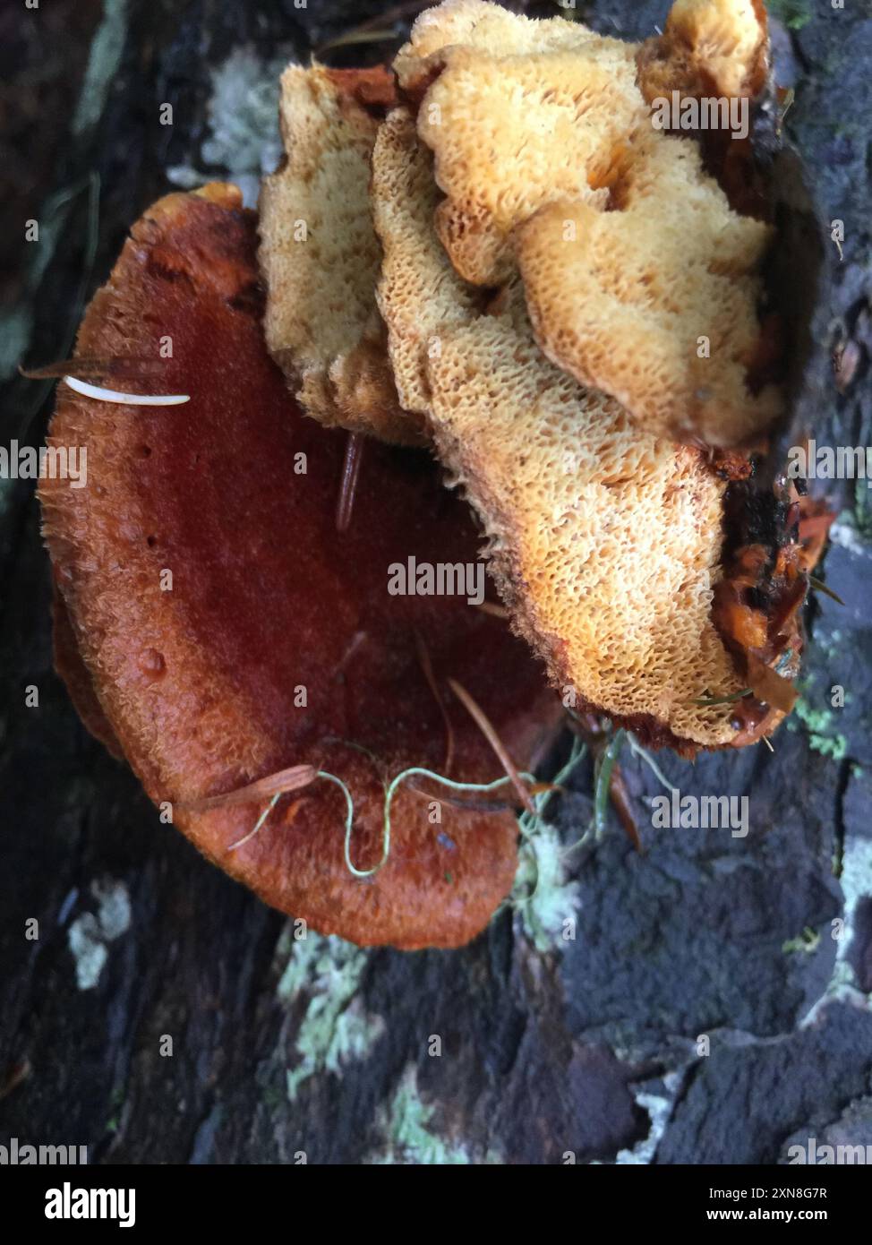 (Pycnoporellus fulgens) Fungi Stock Photo - Alamy