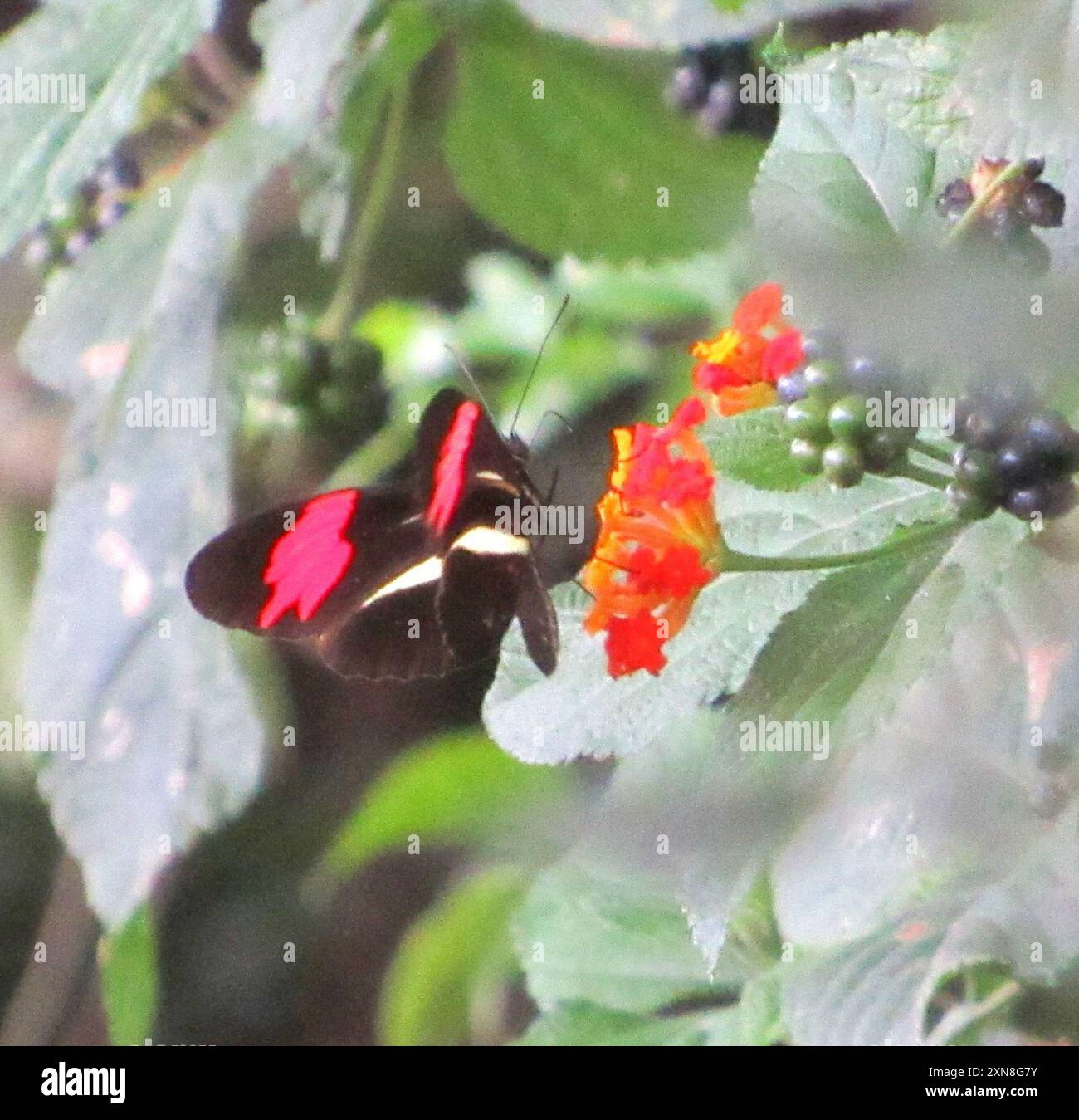 Red Postman (Heliconius erato) Insecta Stock Photo - Alamy