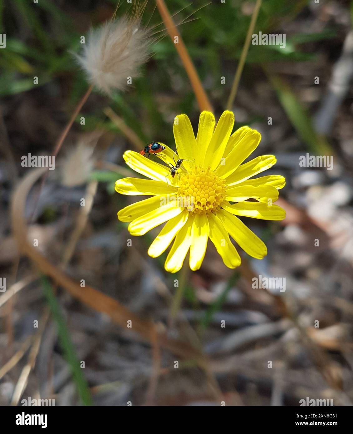 Madagascar Ragwort (Senecio madagascariensis) Plantae Stock Photo - Alamy