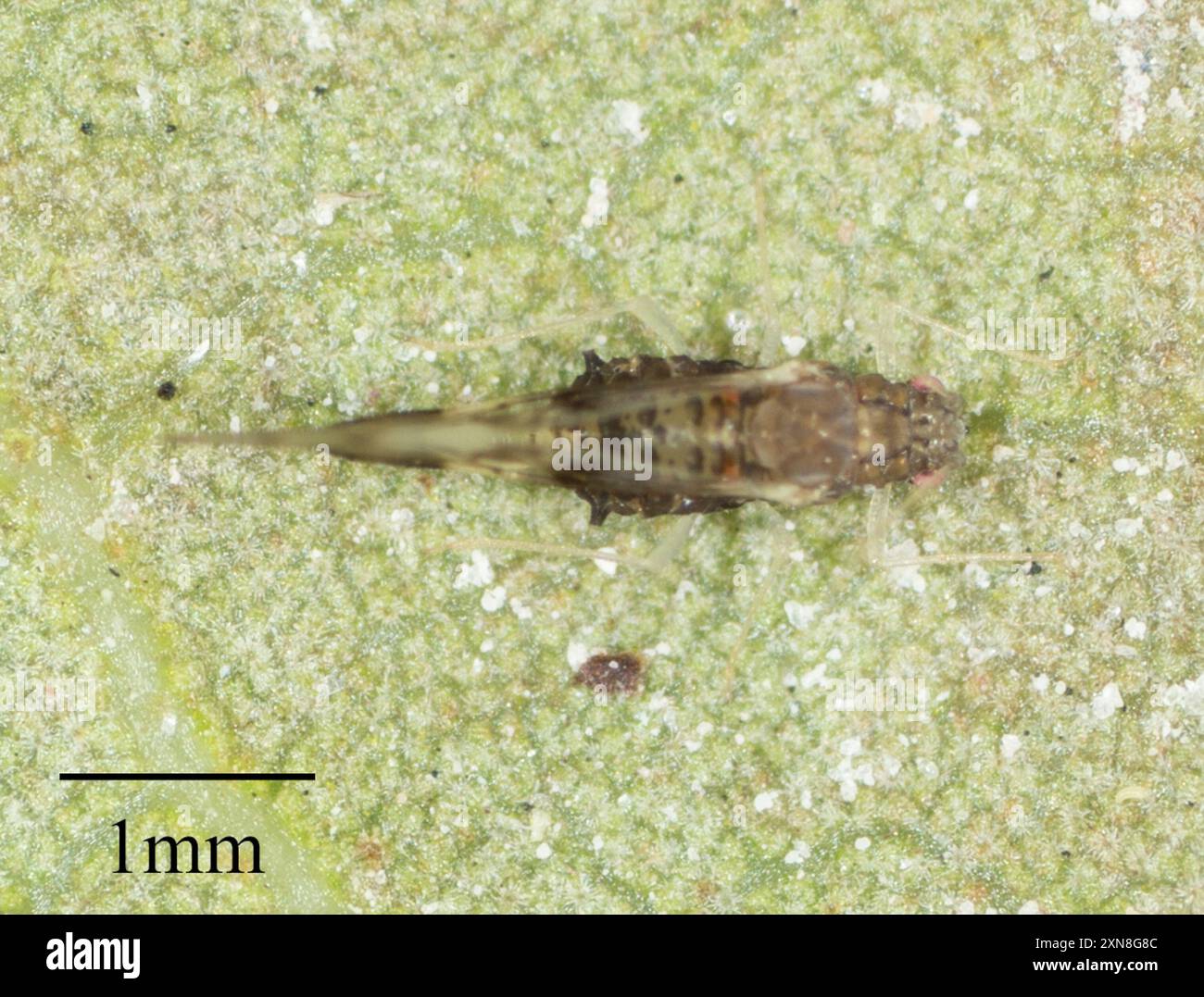 Eastern dusky-winged oak aphid (Neomyzocallis discolor) Insecta Stock ...