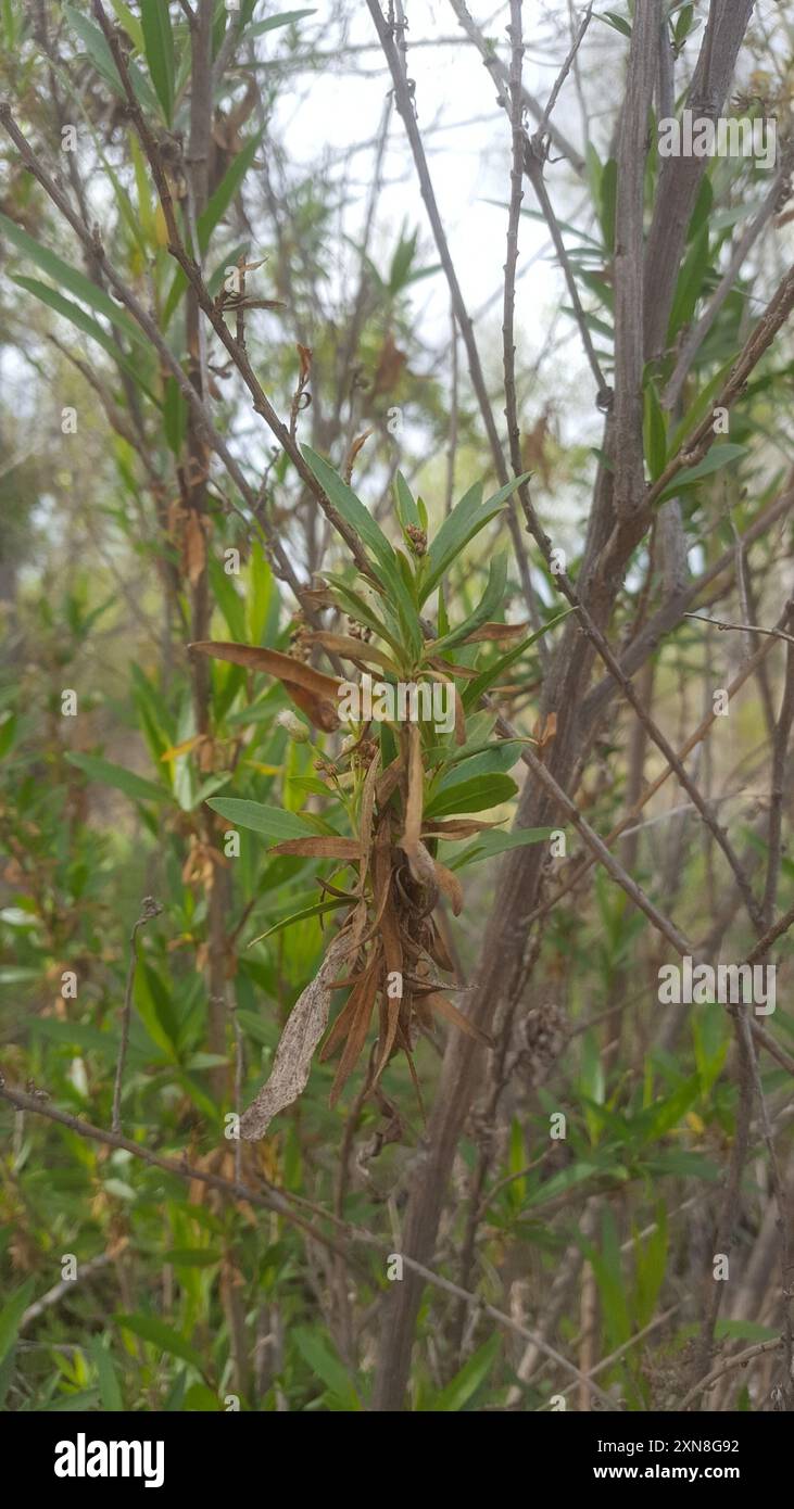 mule fat (Baccharis salicifolia) Plantae Stock Photo - Alamy