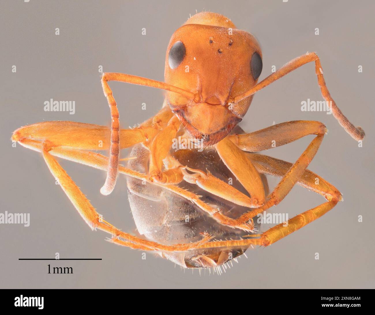 Wood, Mound, and Field Ants (Formica) Insecta Stock Photo - Alamy