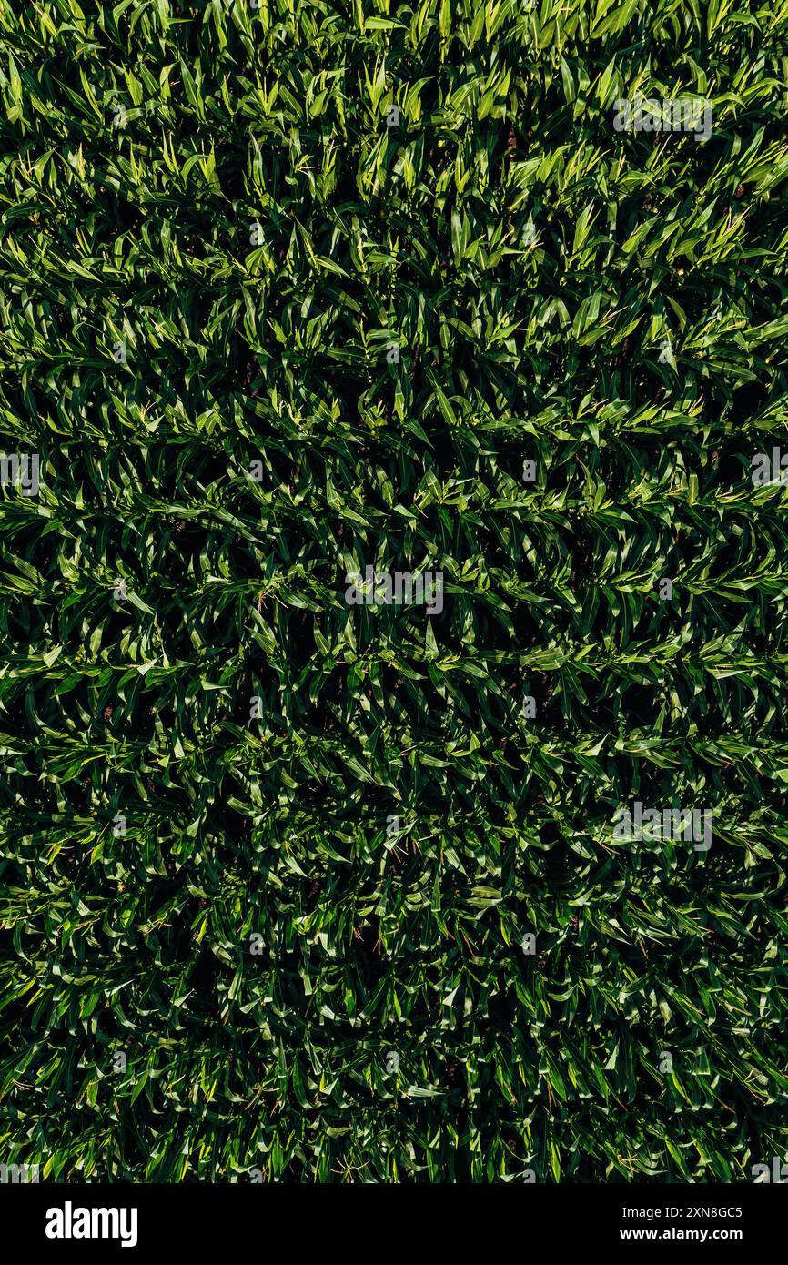Lush green corn plantation field from above, natural patterns and ...
