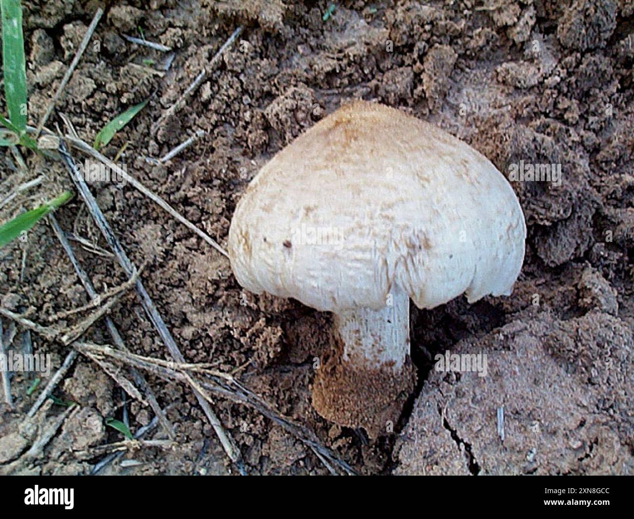 (Termitomyces reticulatus) Fungi Stock Photo - Alamy