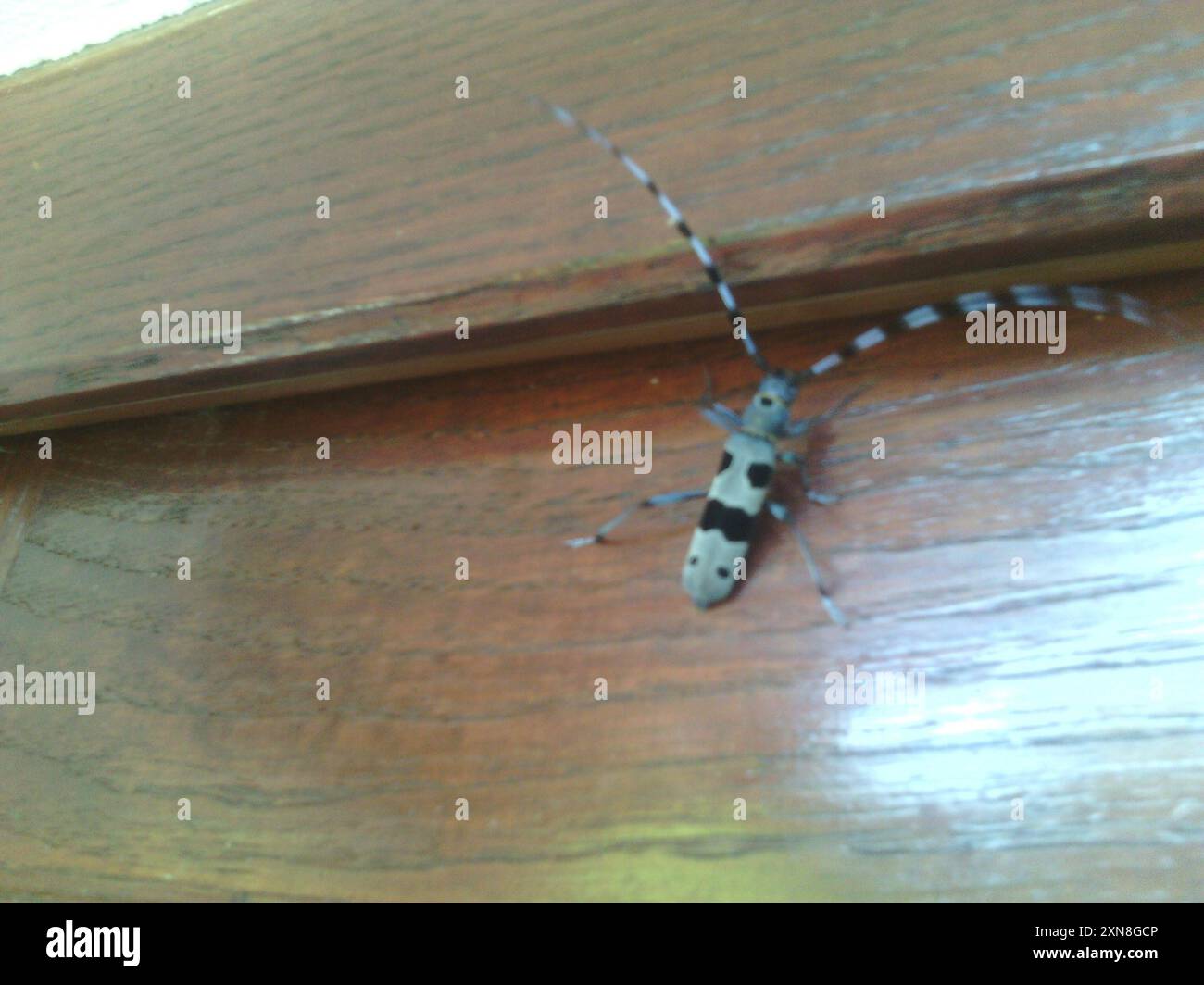 Alpine longhorn Rosalia (Rosalia alpina) Insecta Stock Photo - Alamy