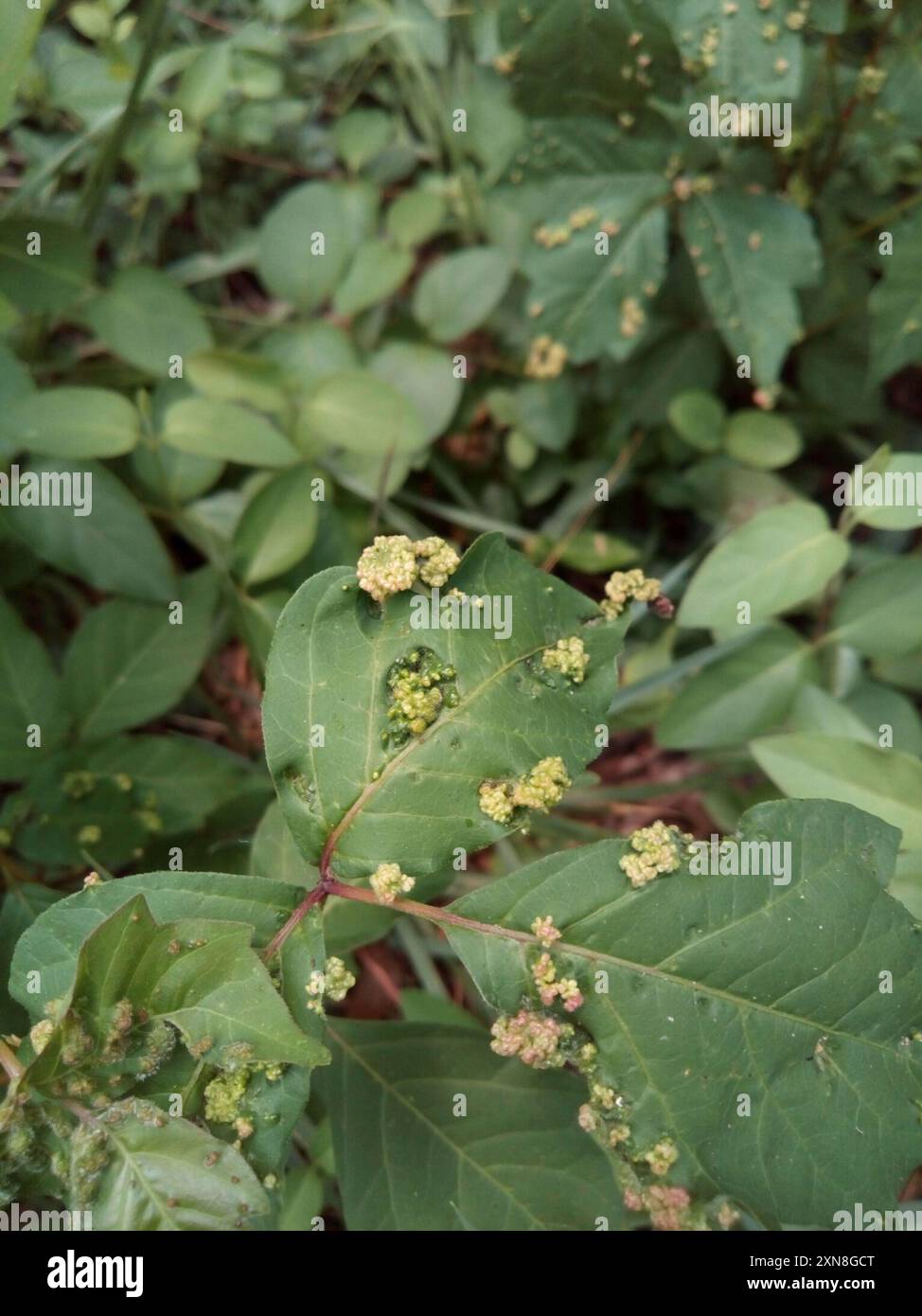 Poison Ivy Leaf Mite (Aculops rhois) Arachnida Stock Photo - Alamy