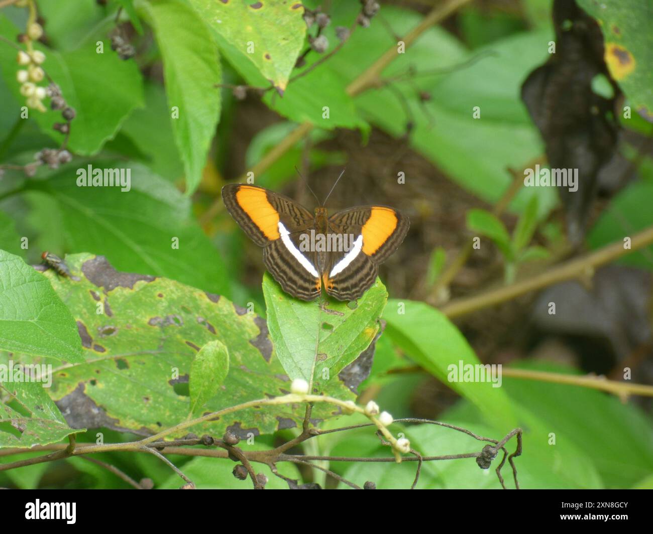 smooth-banded sister (Adelpha cytherea) Insecta Stock Photo - Alamy