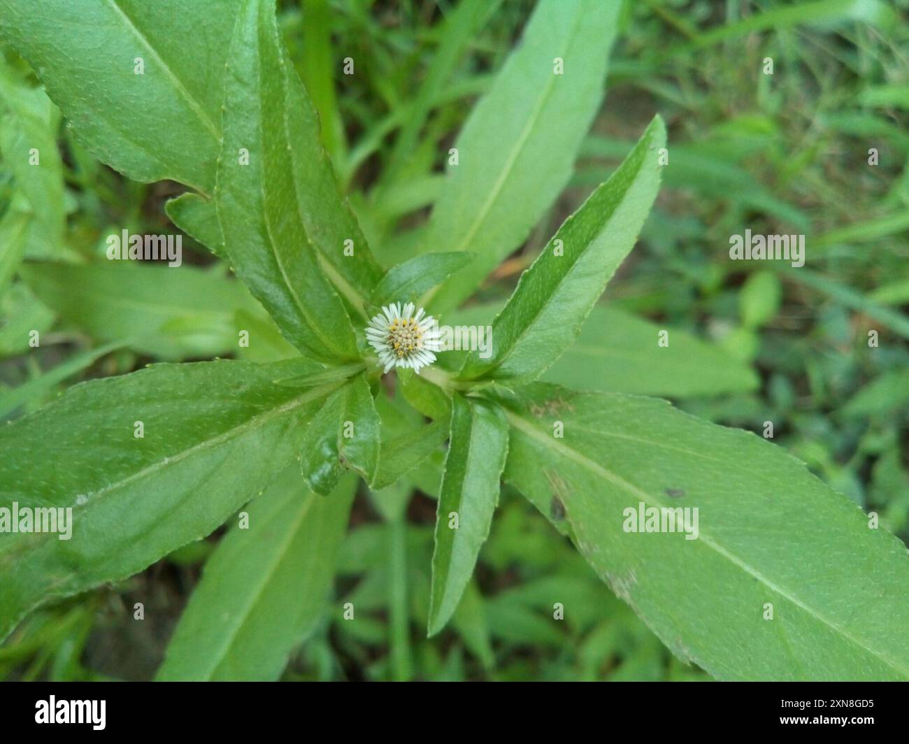 false daisy (Eclipta prostrata) Plantae Stock Photo - Alamy