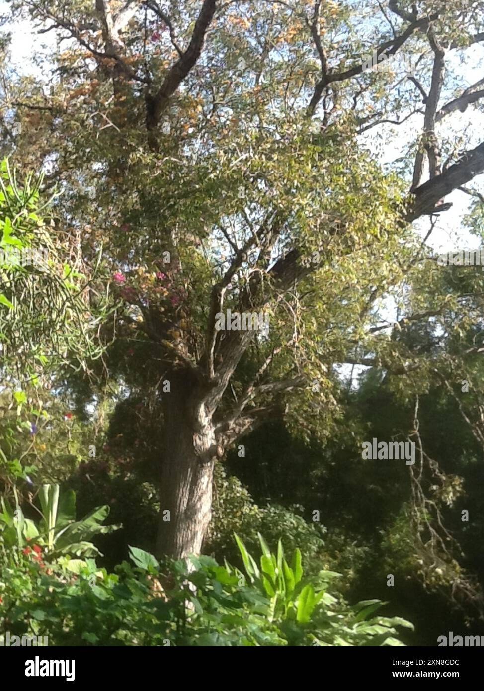 West Indies Cedrela (Cedrela odorata) Plantae Stock Photo - Alamy