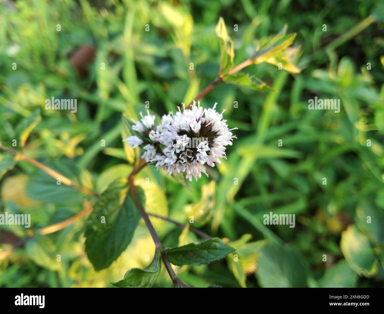 watermint (Mentha aquatica) Plantae Stock Photo - Alamy