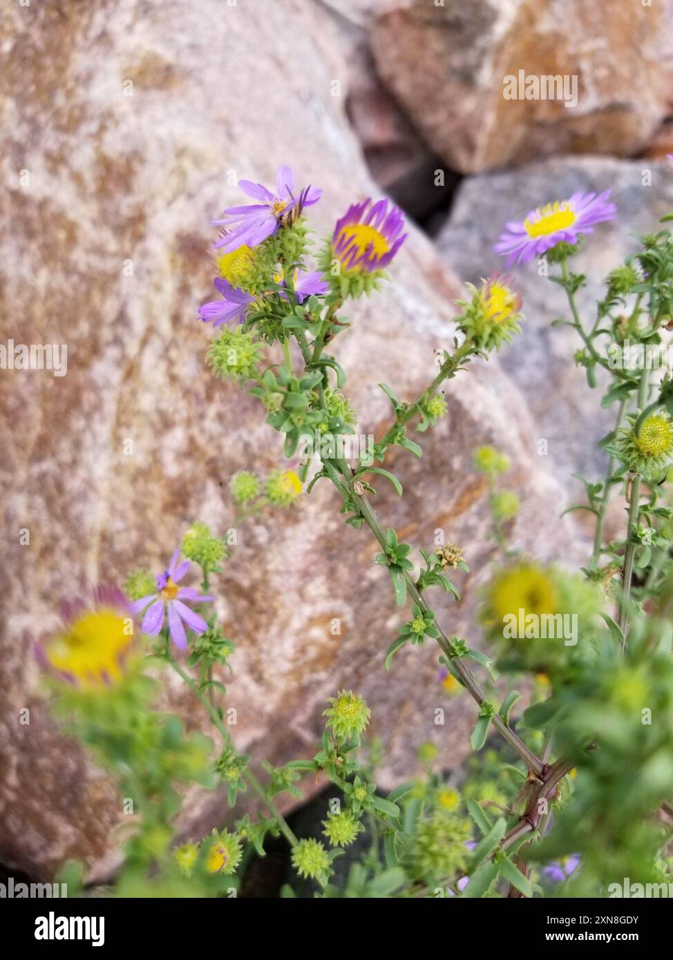 Tahoka daisy (Machaeranthera tanacetifolia) Plantae Stock Photo - Alamy